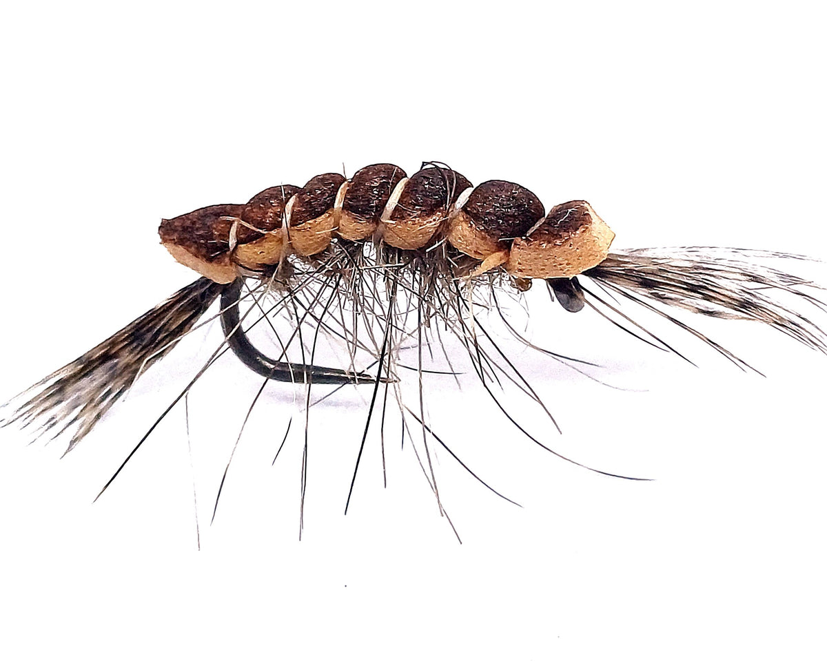 Rutland - Shrimps V Buzzers ! Which One Won The Battle? – FlashAttackFlies